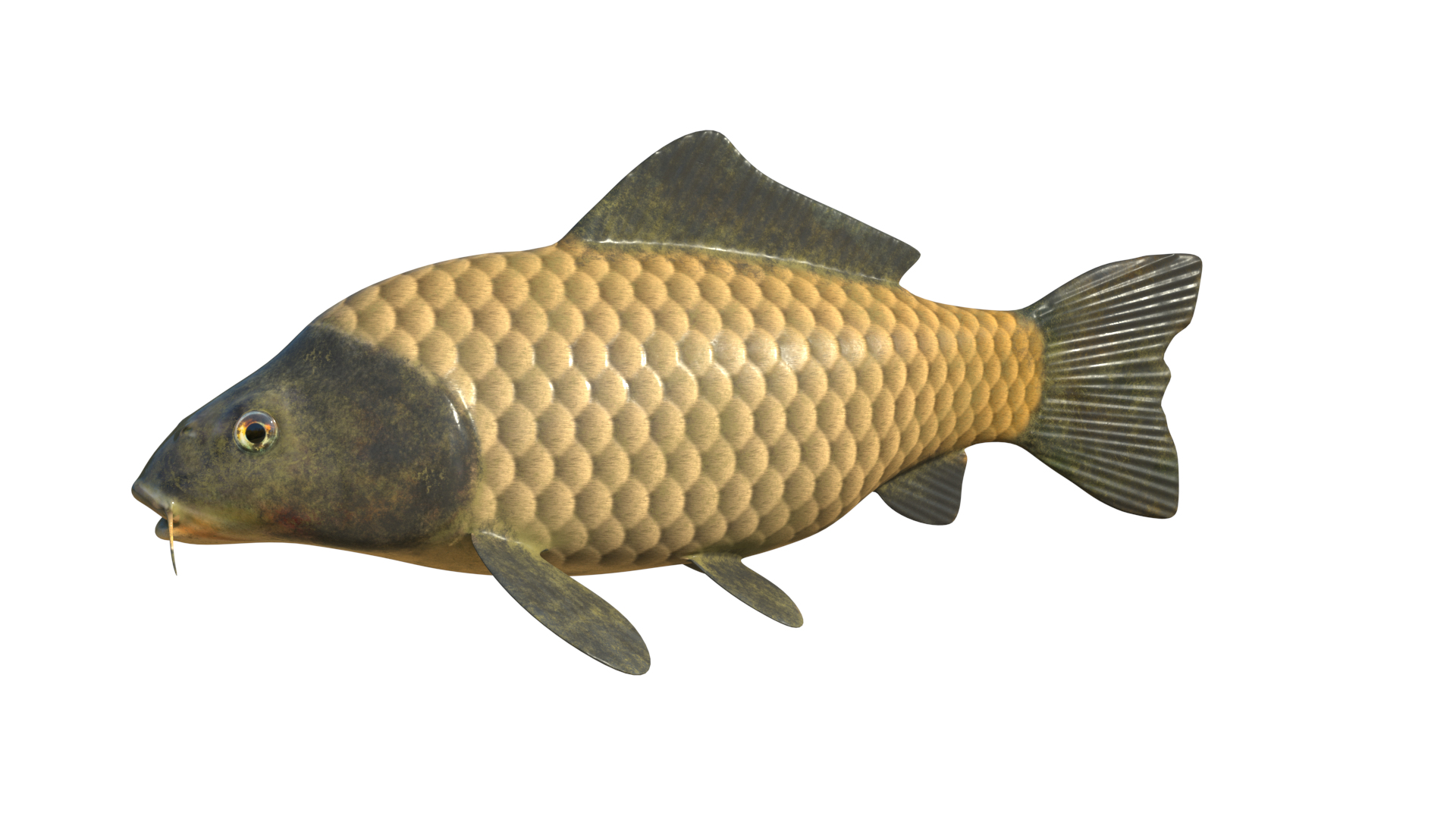 Carp Fish Rigged Animated 3D Model - TurboSquid 1832905