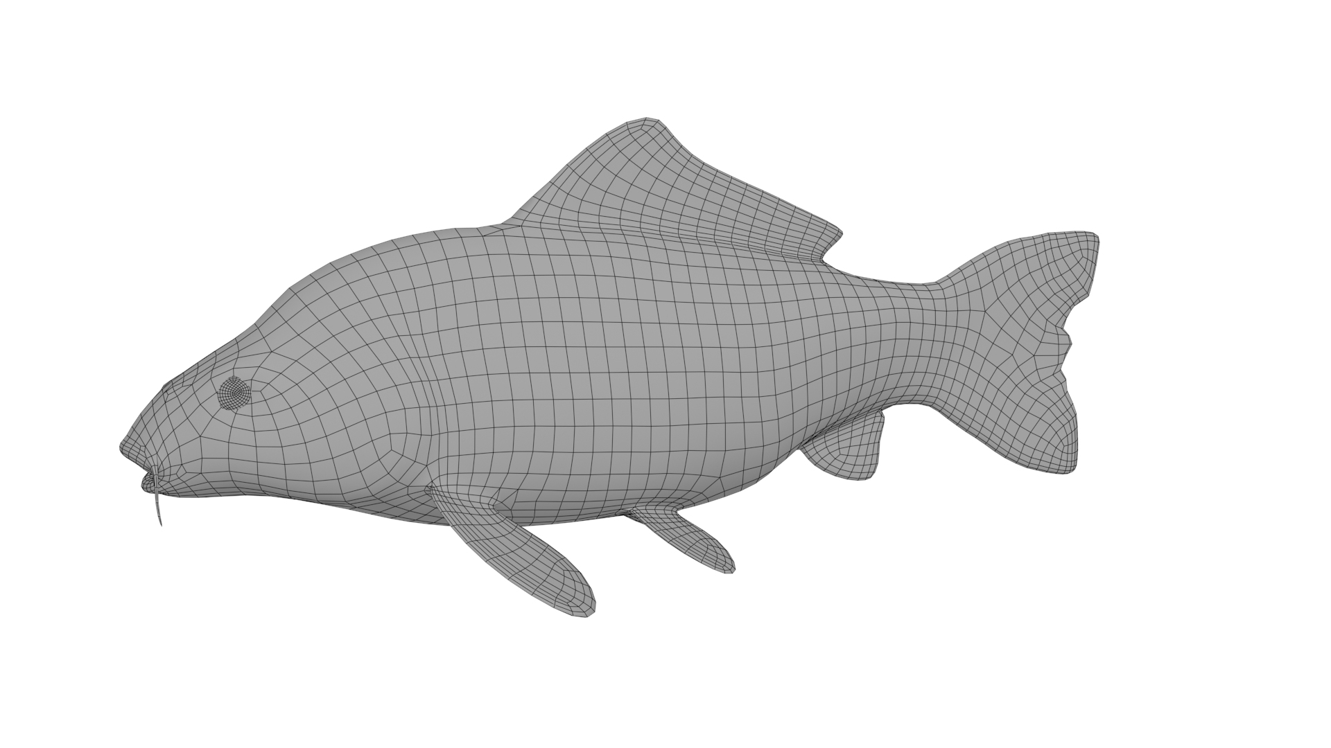 Carp Fish Rigged Animated 3D Model - TurboSquid 1832905