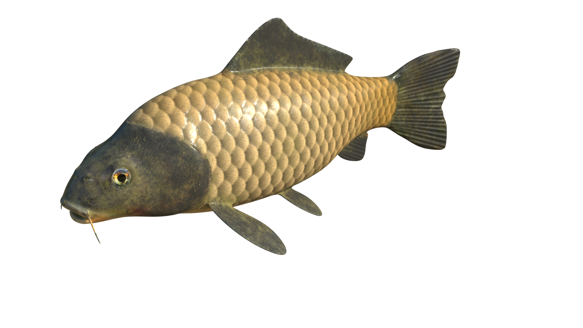 Carp Fish Rigged Animated 3D Model - TurboSquid 1832905