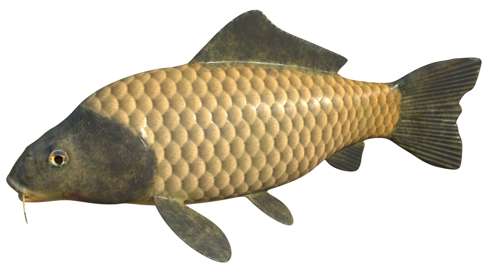 Carp Fish Rigged Animated 3D Model - TurboSquid 1832905