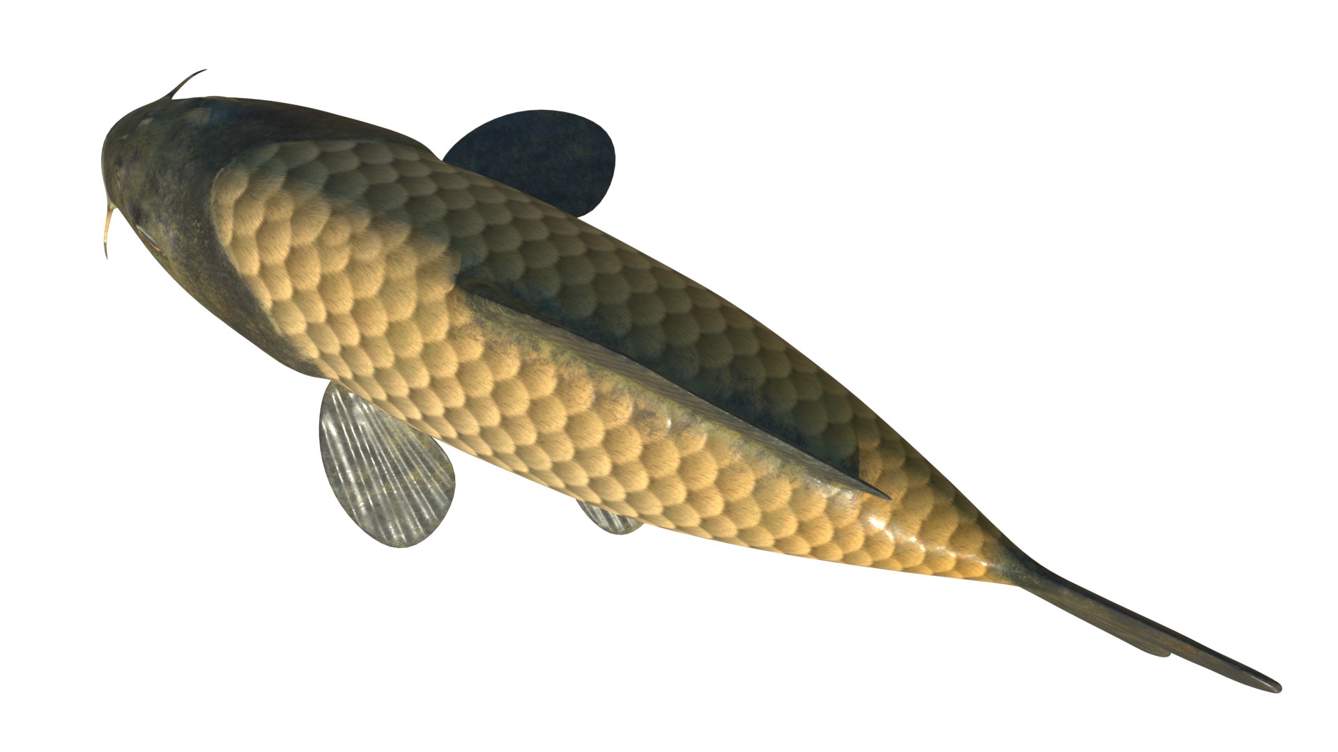 Carp Fish Rigged Animated 3D Model - TurboSquid 1832905