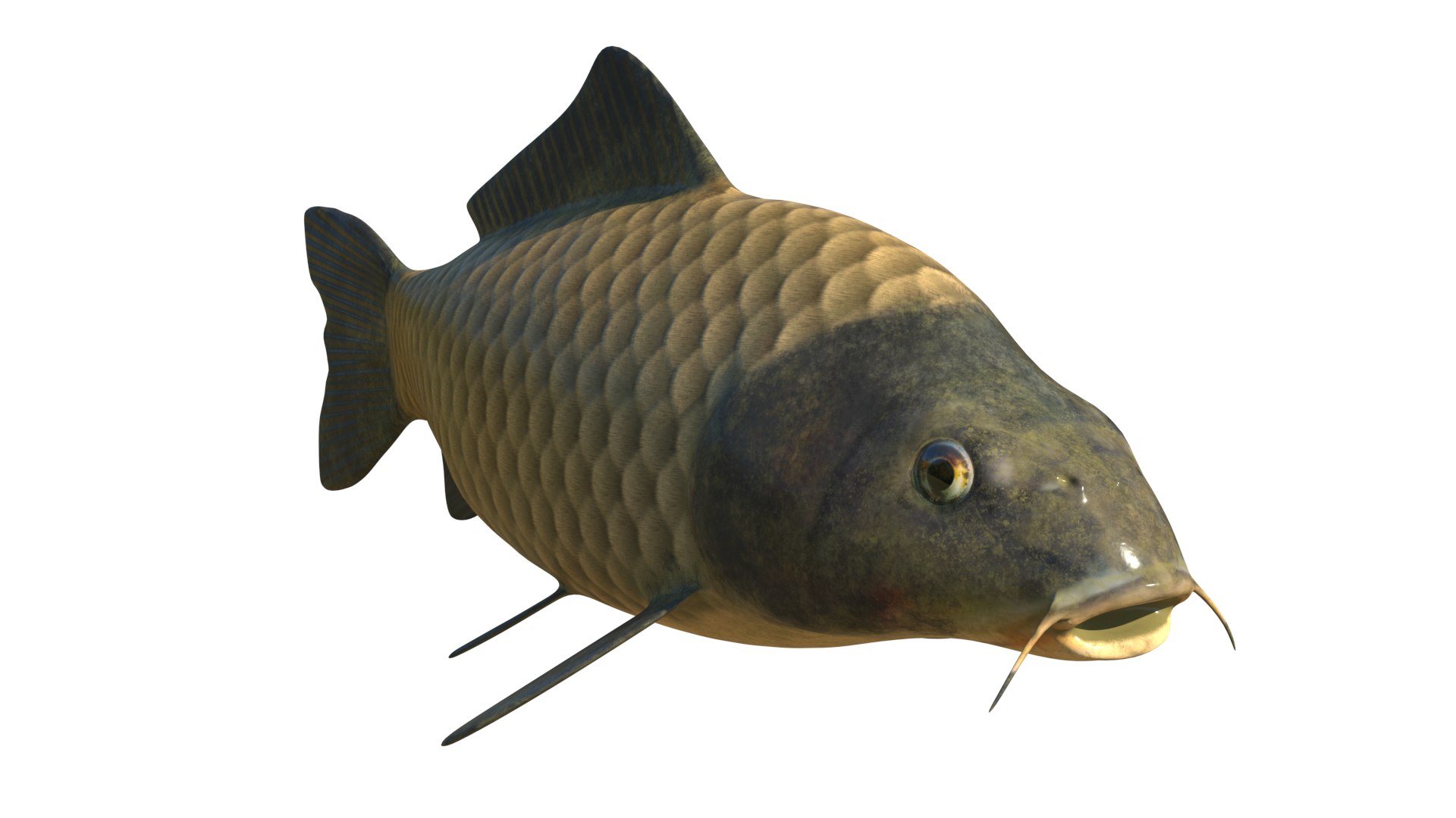 Carp Fish Rigged Animated 3D Model - TurboSquid 1832905