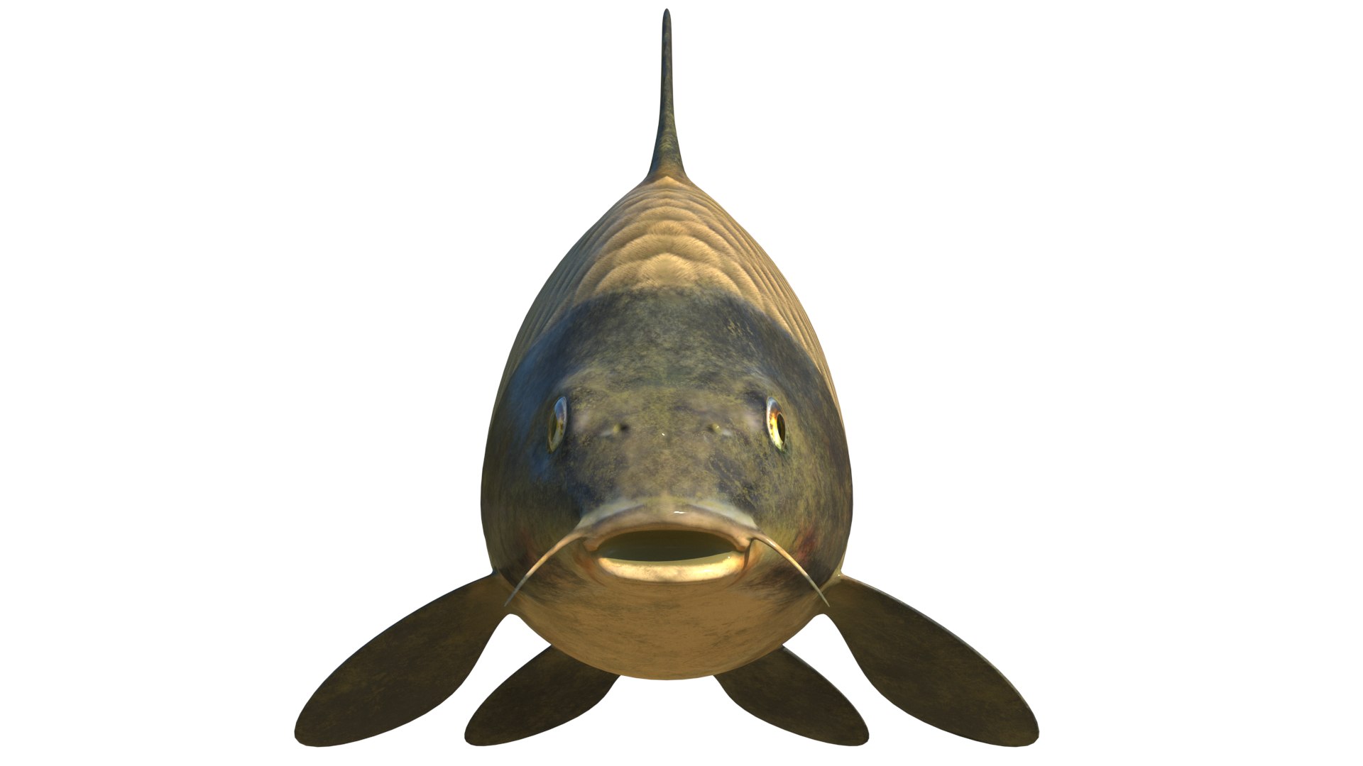 Carp Fish Rigged Animated 3D Model - TurboSquid 1832905