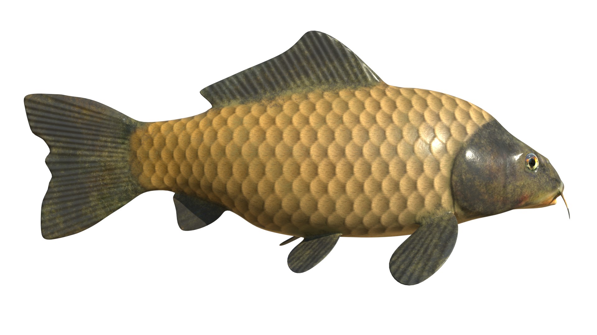 Carp Fish Rigged Animated 3D Model - TurboSquid 1832905