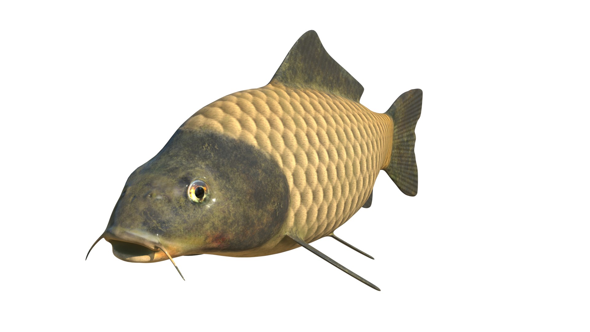 Carp Fish Rigged Animated 3D Model - TurboSquid 1832905