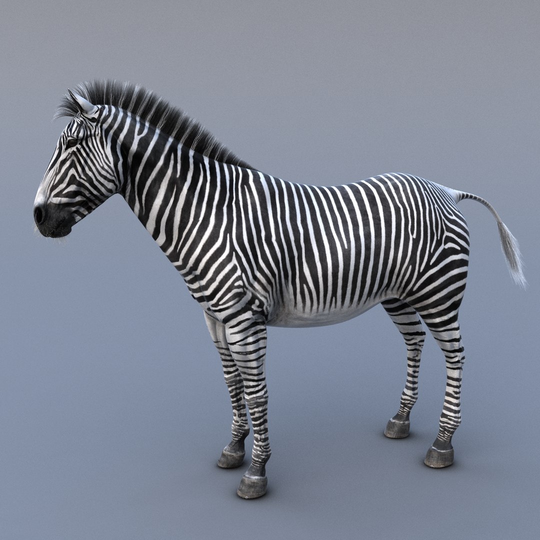 Zebra Max