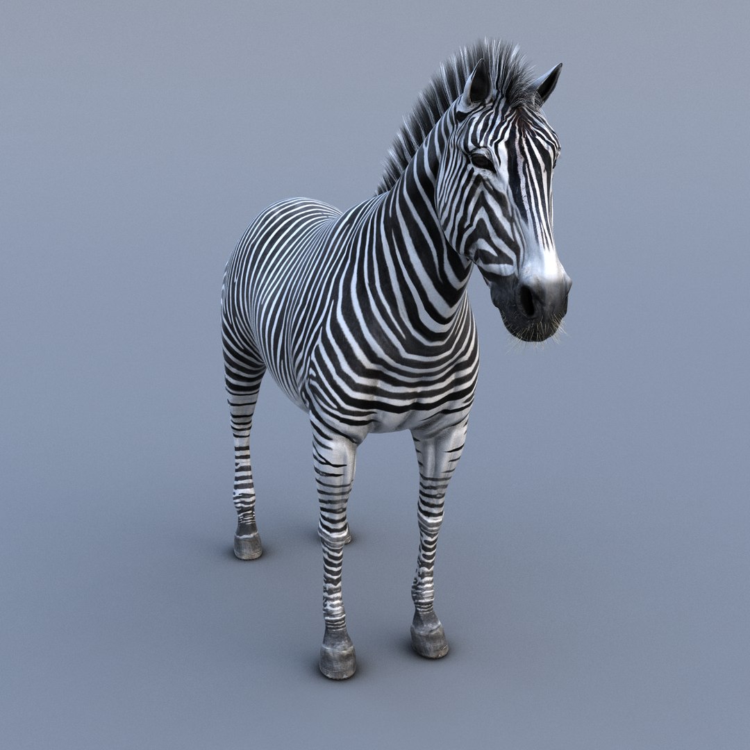 Zebra Max