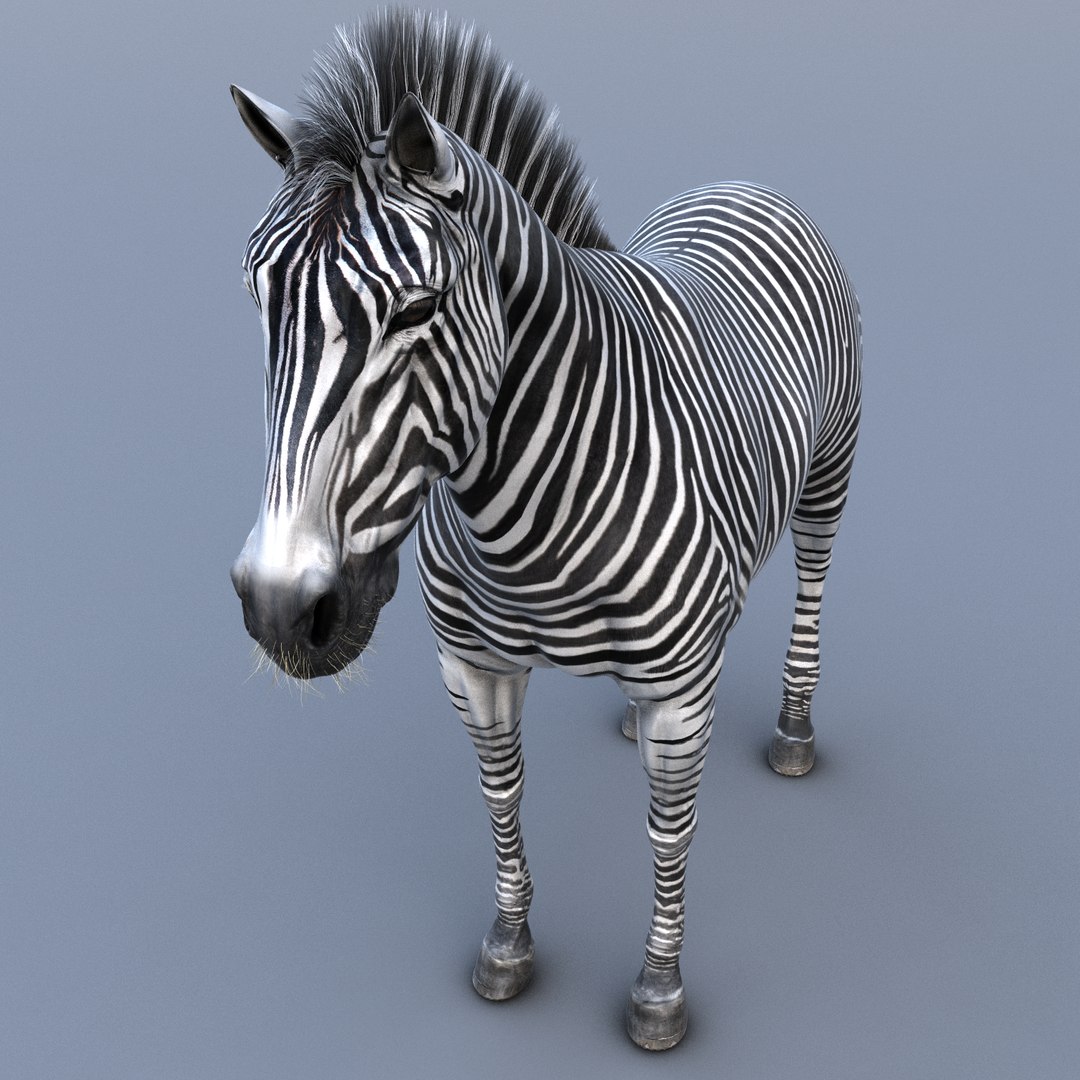 Zebra Max