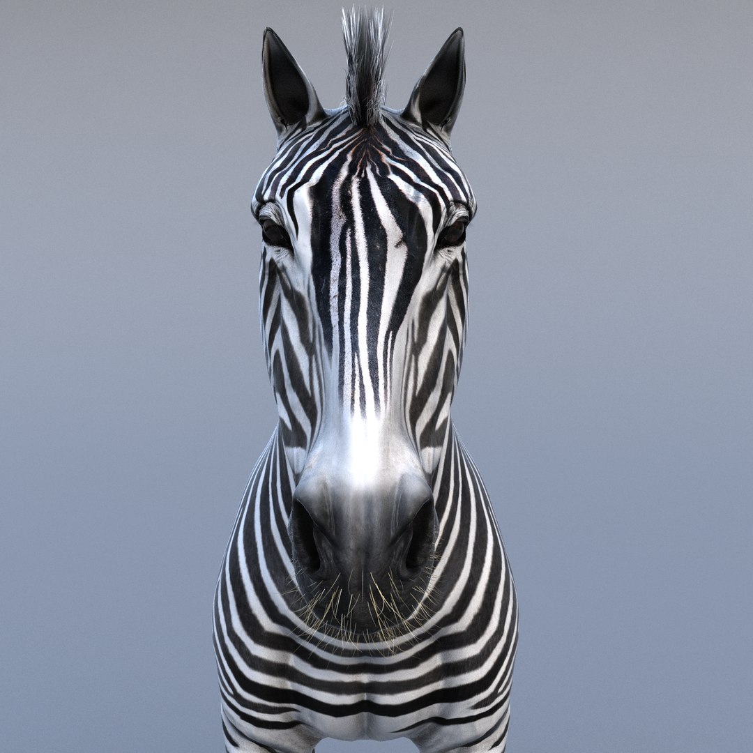 Zebra Max