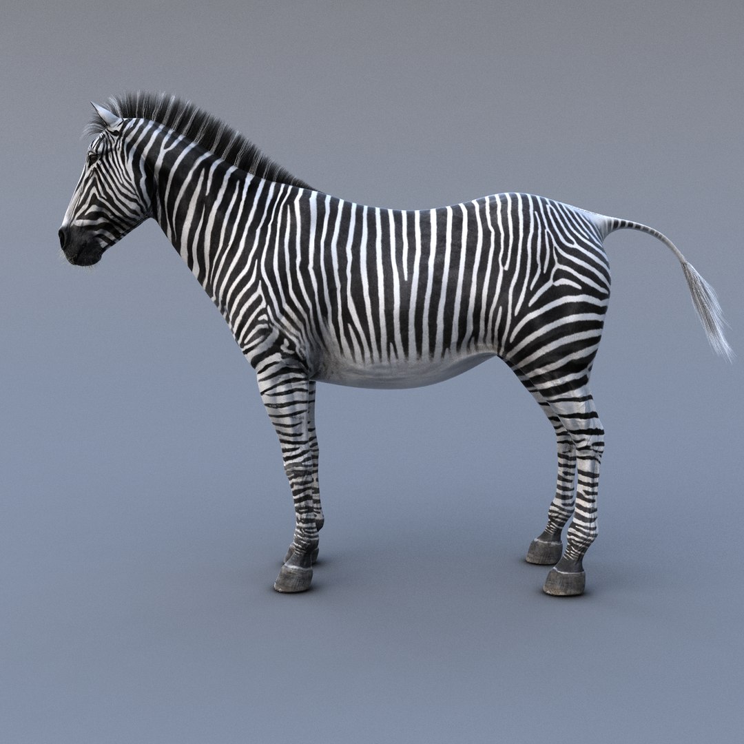 Zebra Max