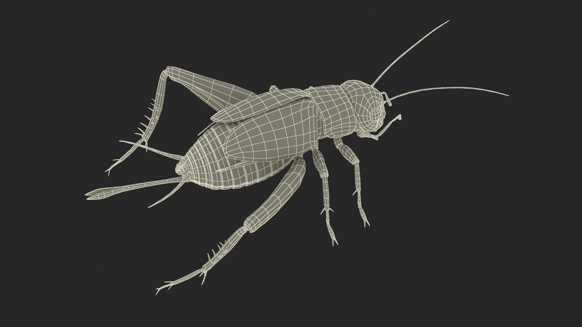 Field Cricket 3D Model - TurboSquid 2248529
