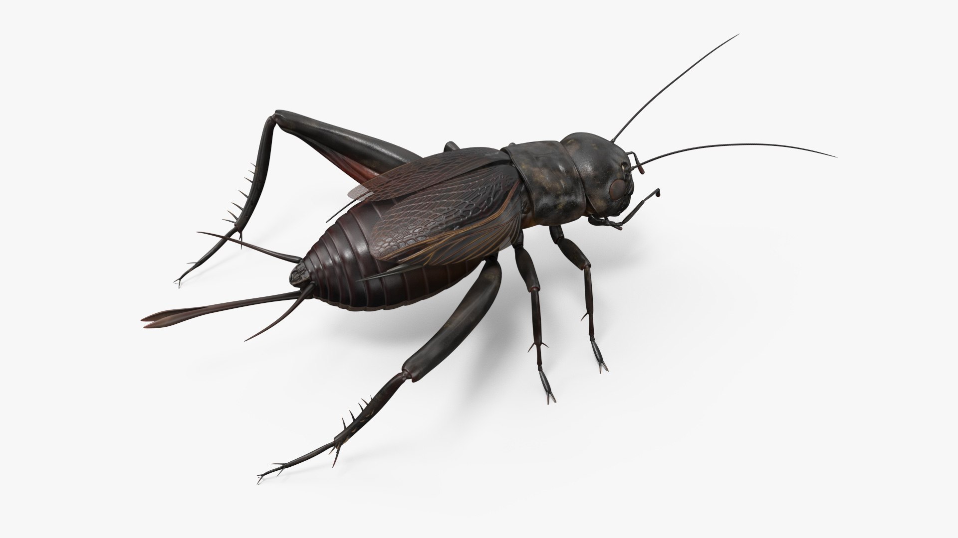 Field Cricket 3D Model - TurboSquid 2248529