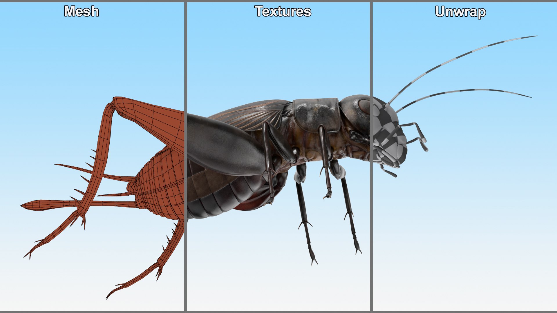 Field Cricket 3D Model - TurboSquid 2248529