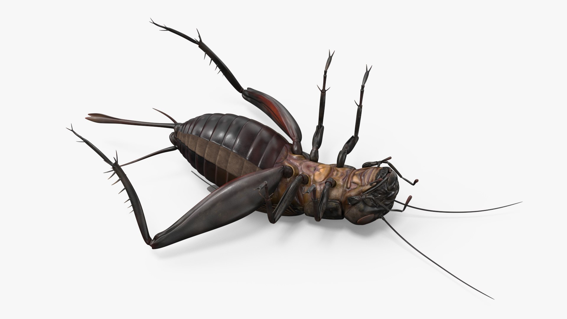 Field Cricket 3D Model - TurboSquid 2248529