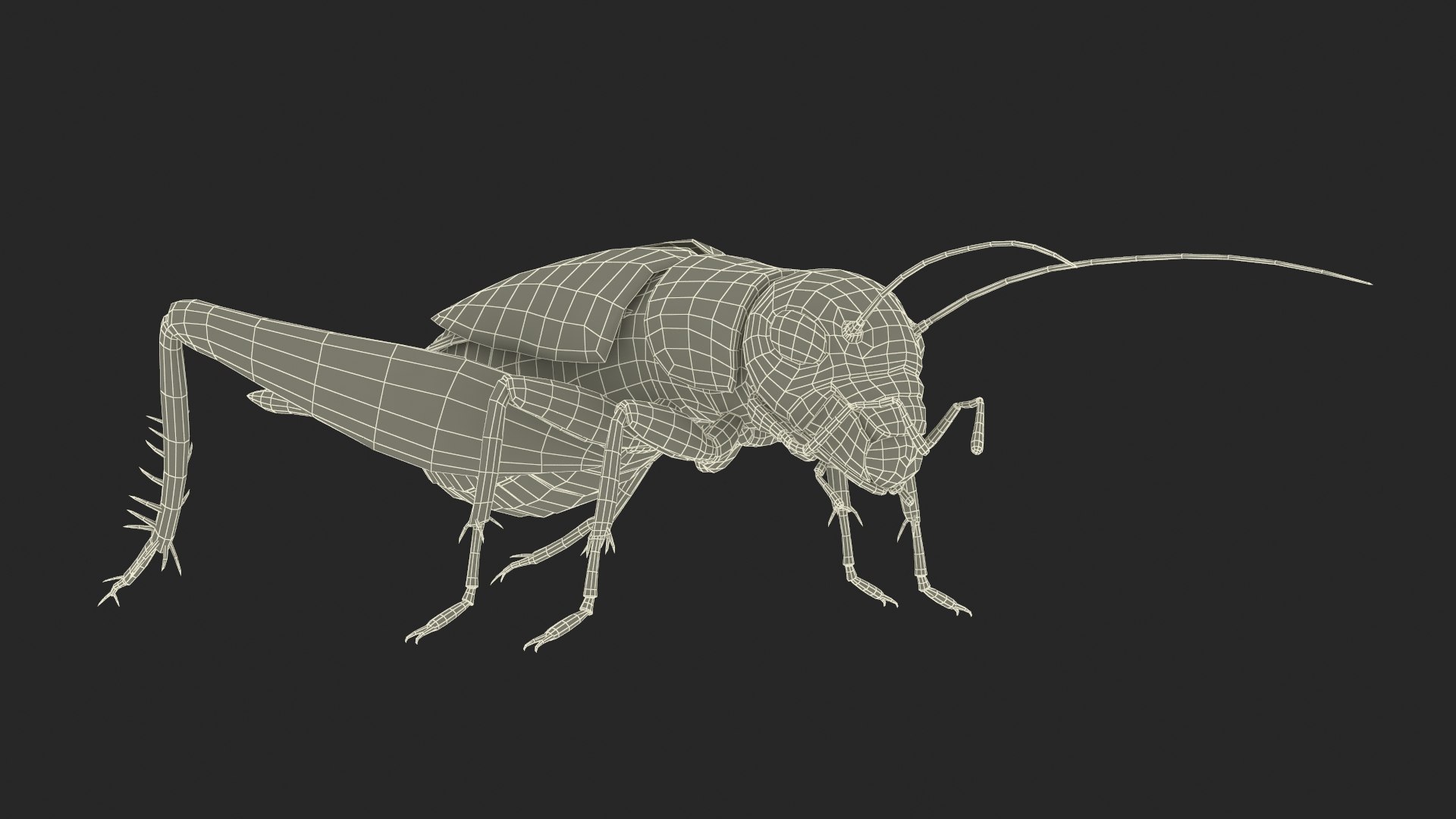 Field Cricket 3D Model - TurboSquid 2248529