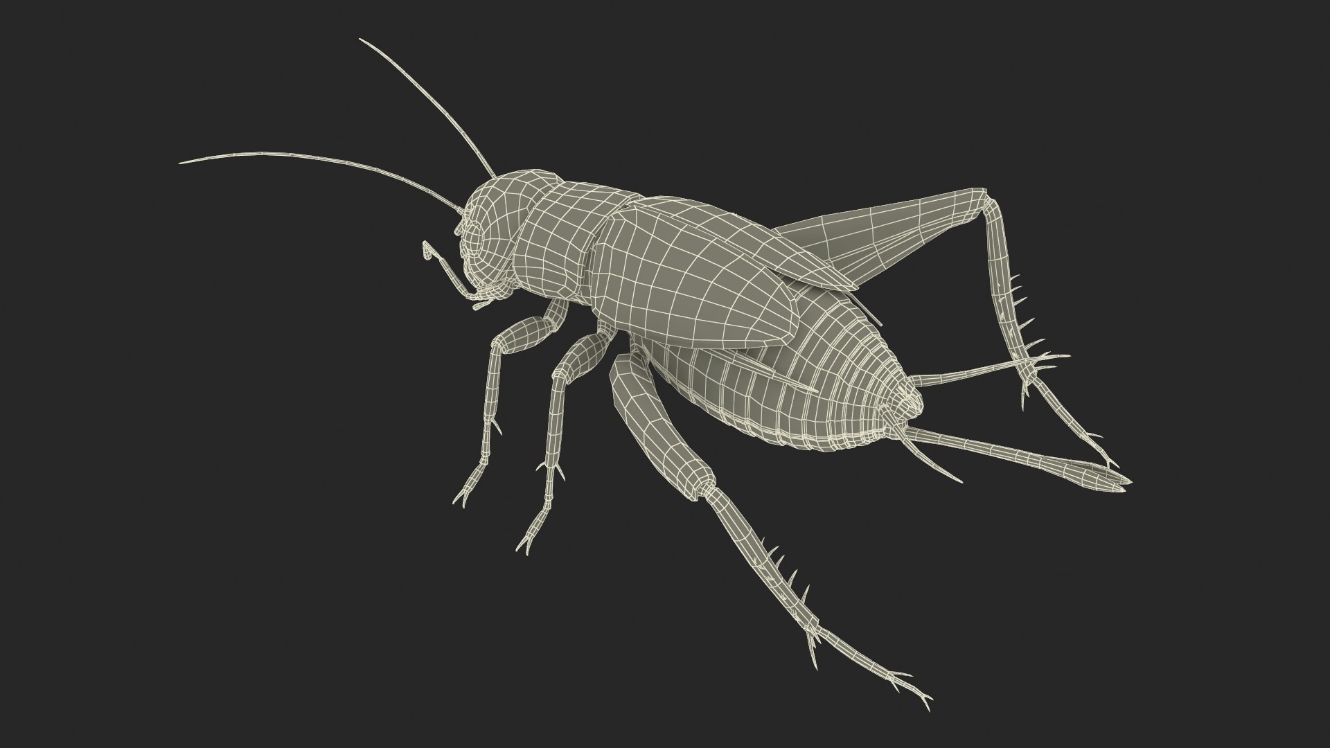 Field Cricket 3D Model - TurboSquid 2248529