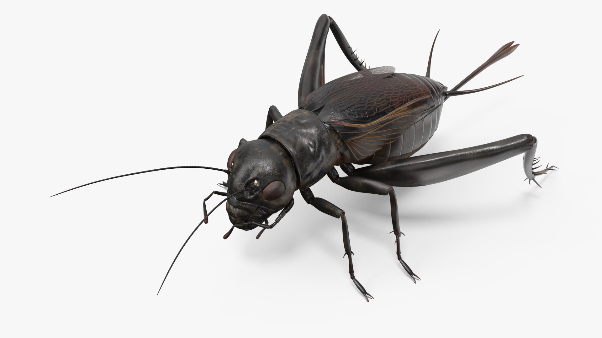 Field Cricket 3D Model - TurboSquid 2248529
