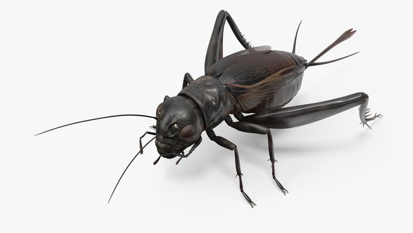 modelo 3d Cricket de campo - TurboSquid 2248529