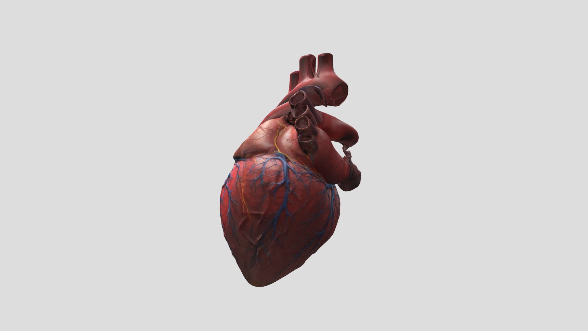Anatomy Human Heart 3D Model - TurboSquid 2331433
