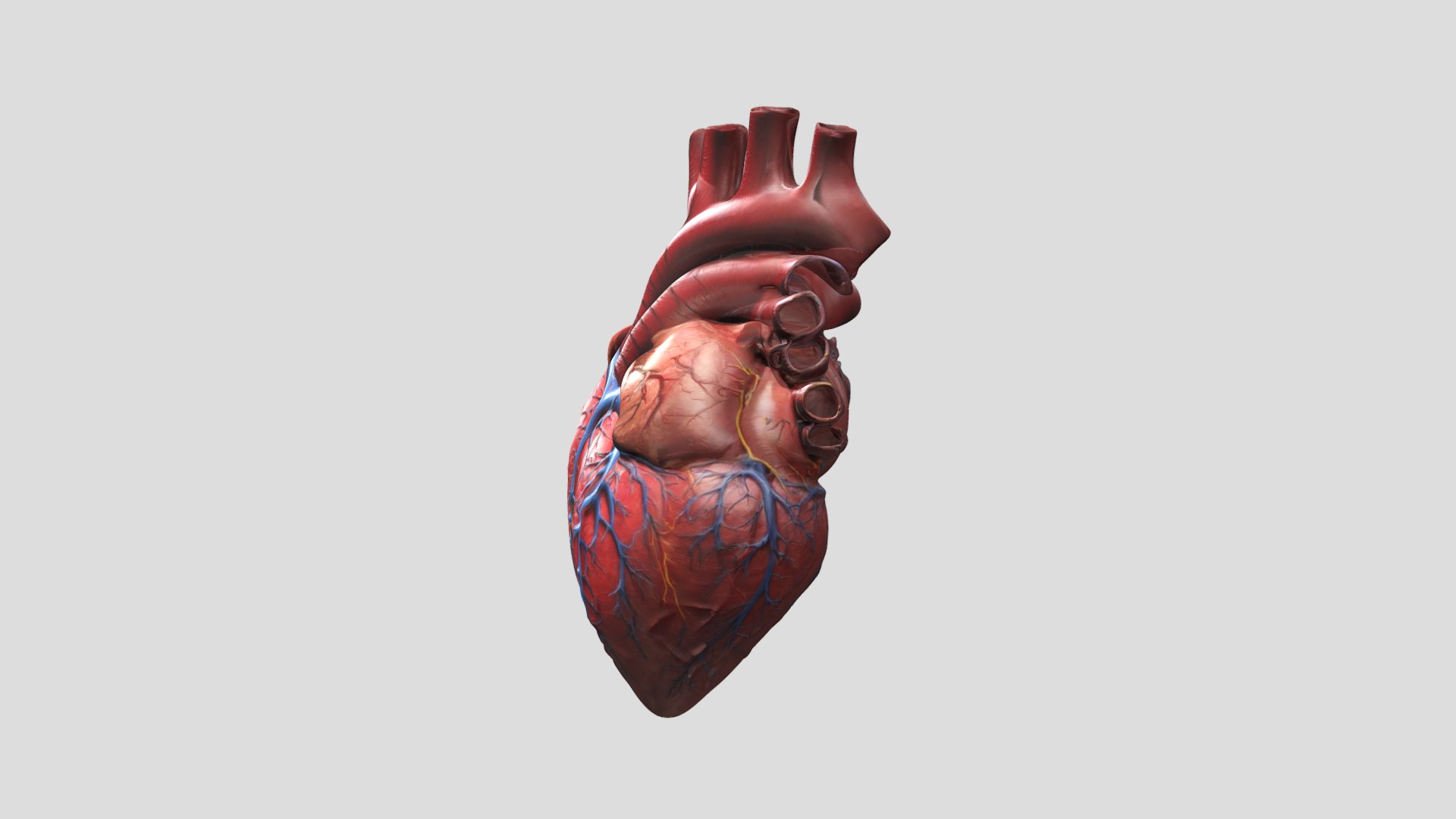 Anatomy Human Heart 3D Model - TurboSquid 2331433