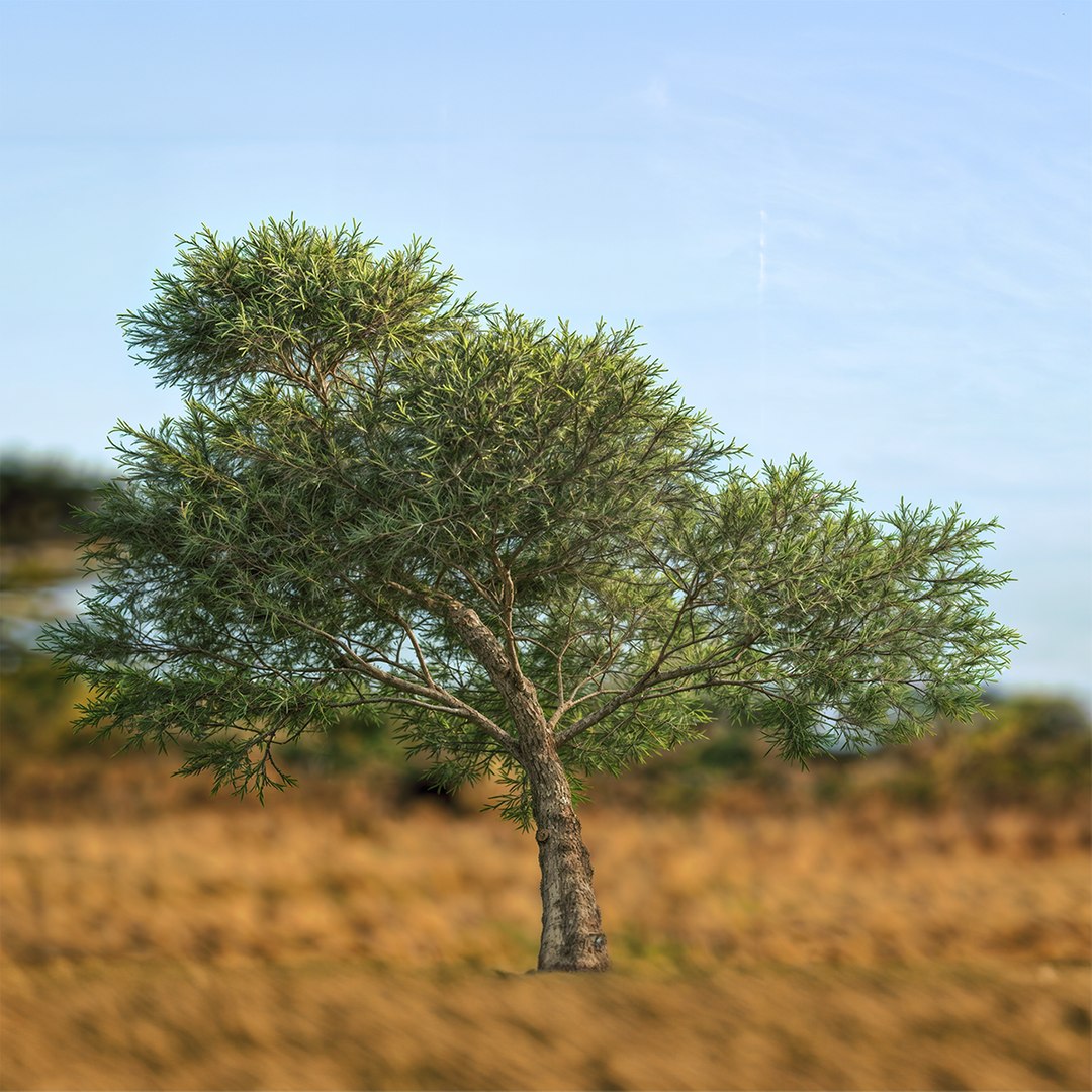 African Acacia Tree Senegalia - HQ Mesh And Texture Model - TurboSquid ...