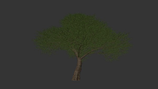 modelo 3d Acacia africana Senegalia - Malla y textura HQ - TurboSquid ...