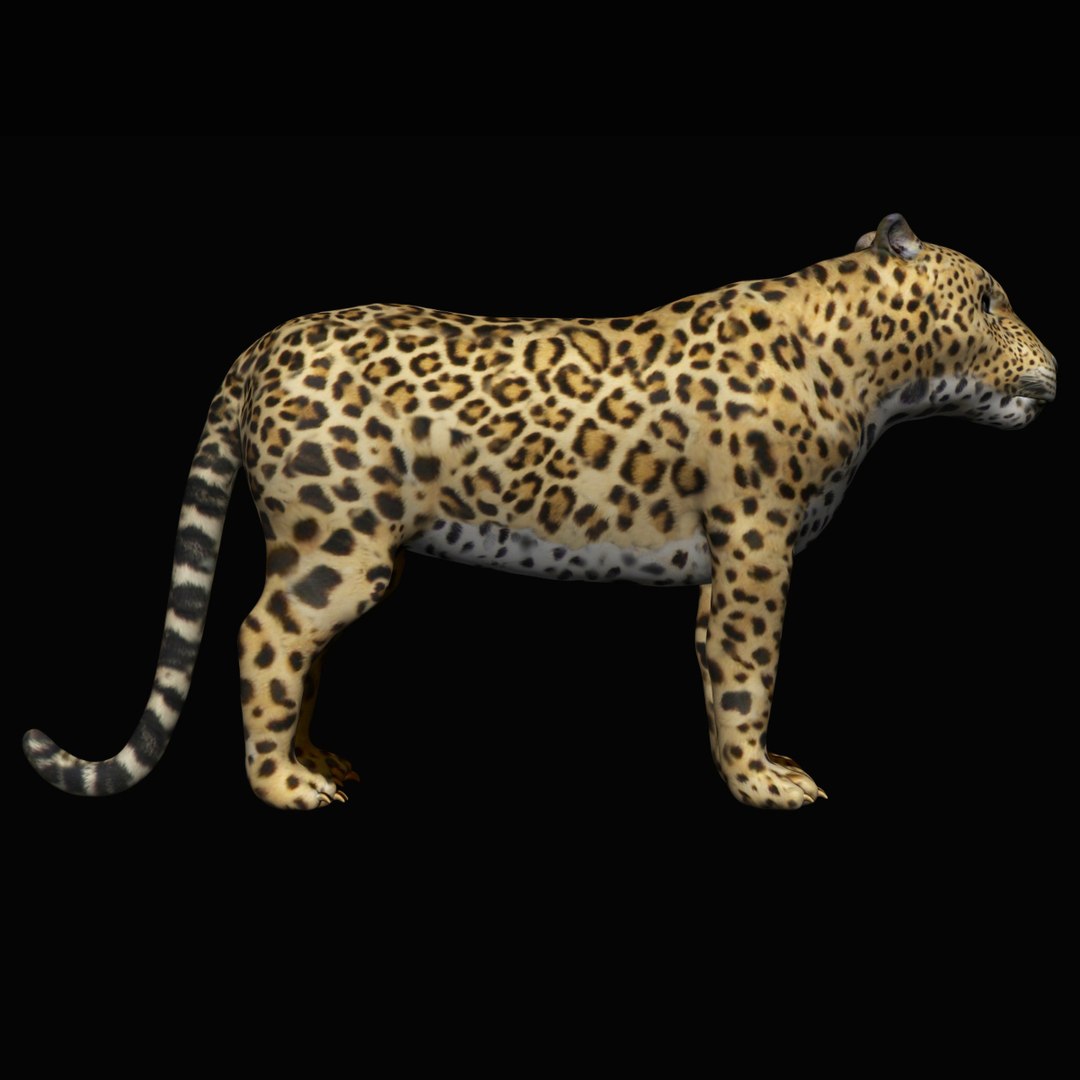 3D Fully Rigged - TurboSquid 1700928