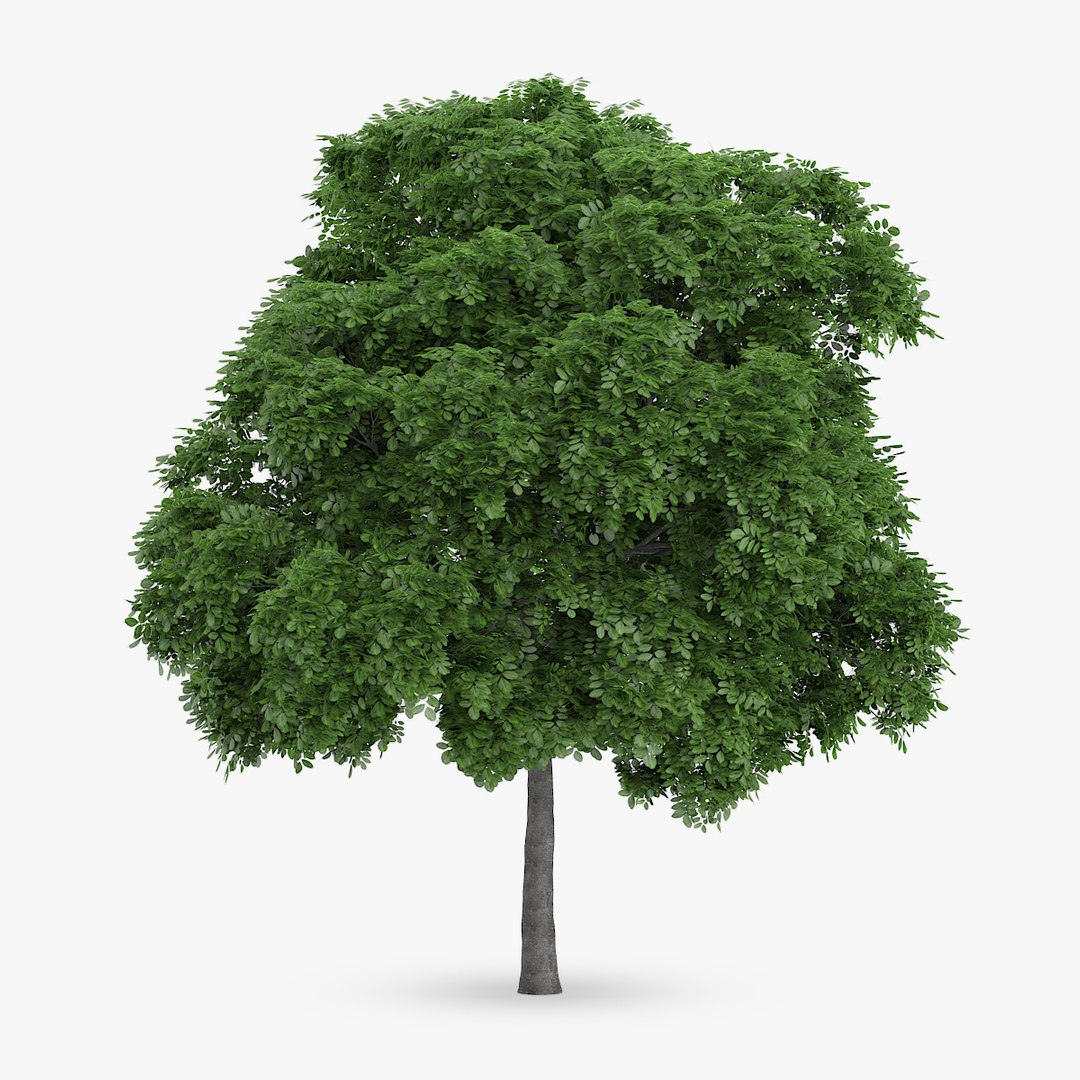 Common Whitebeam Trees 5 3d Model