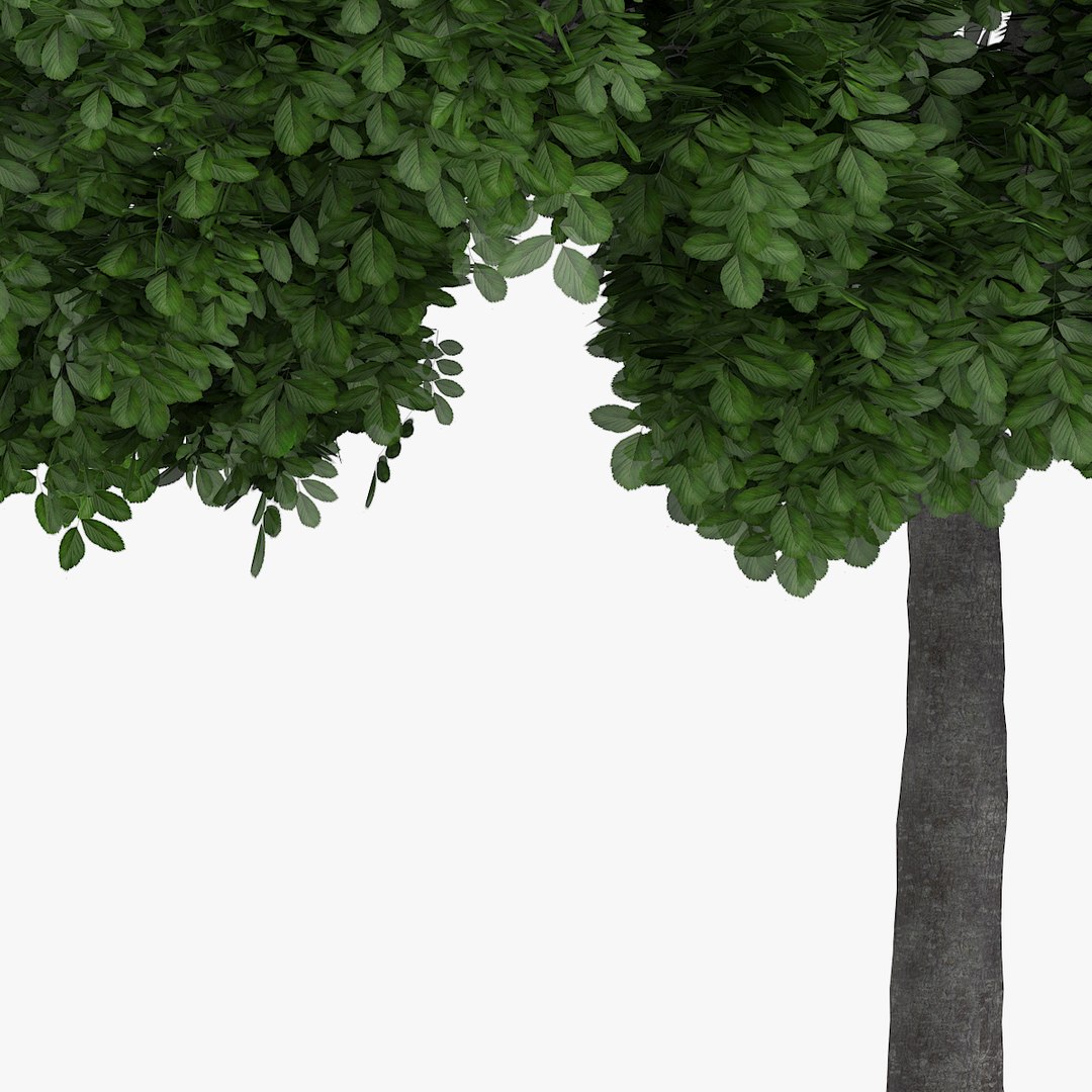 Common Whitebeam Trees 5 3d Model