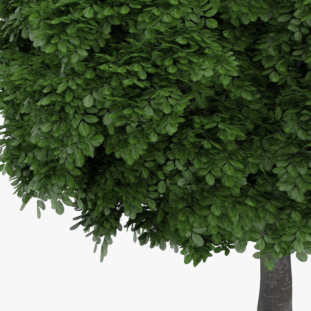 Common Whitebeam Trees 5 3d Model
