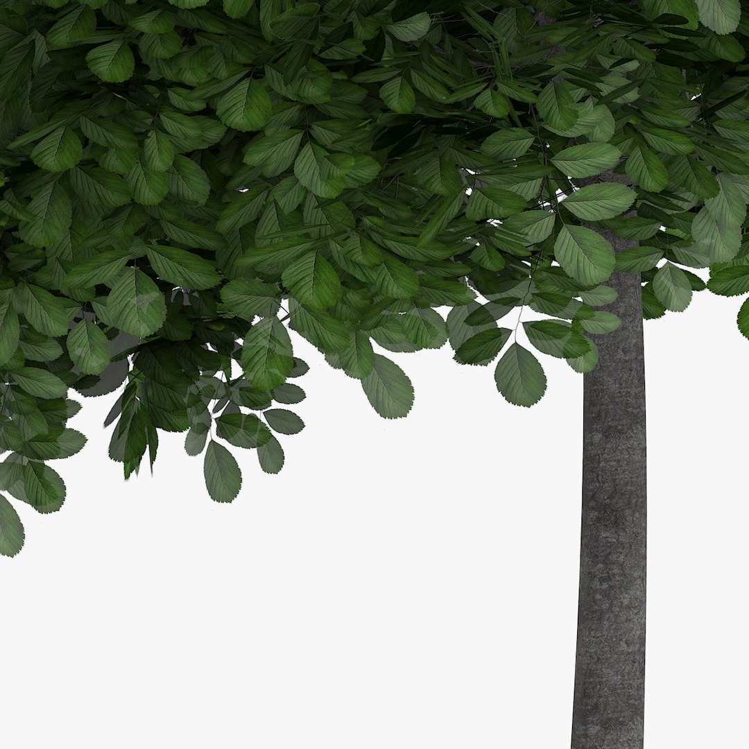 Common Whitebeam Trees 5 3d Model