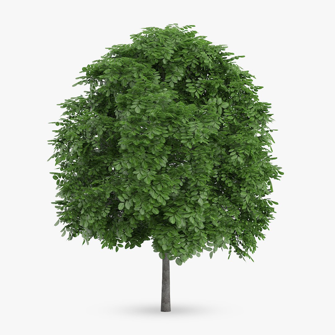 Common Whitebeam Trees 5 3d Model