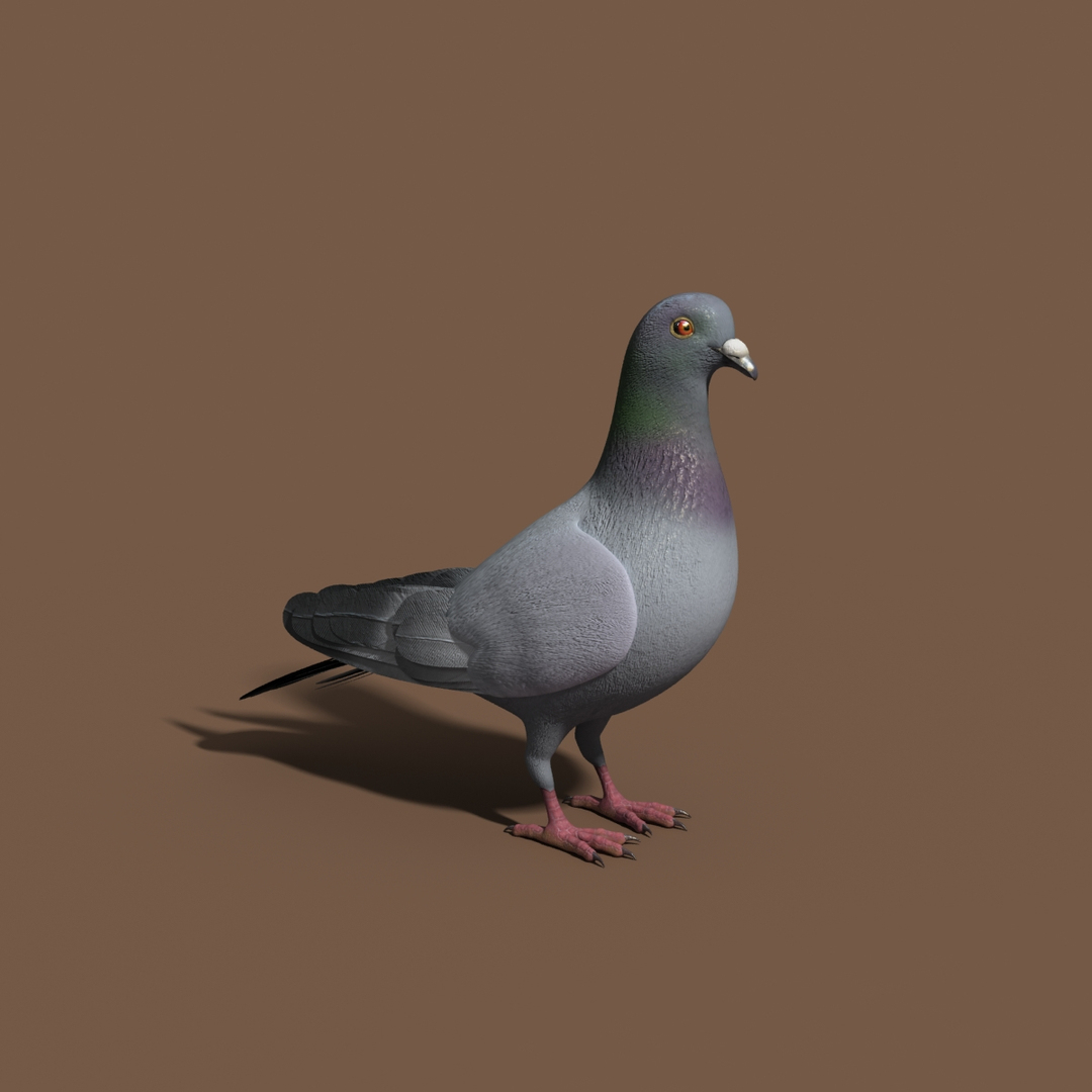Pigeon - Rigged Dove Animation 3d Model