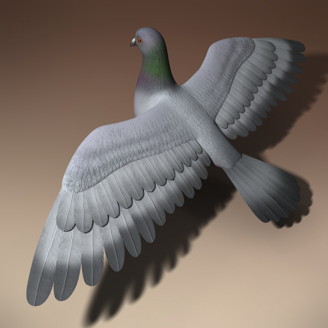Pigeon - Rigged Dove Animation 3d Model