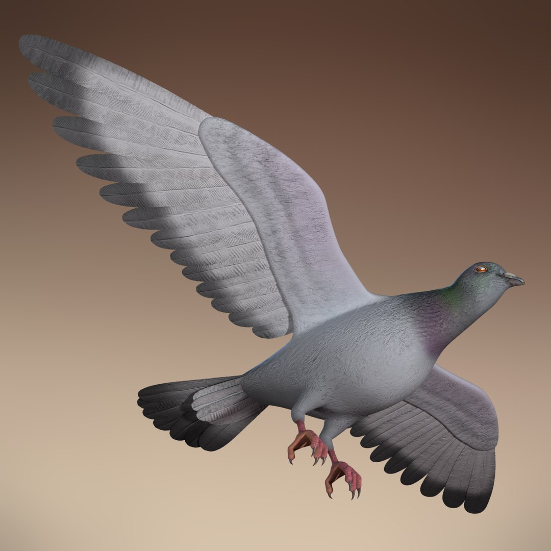Pigeon - Rigged Dove Animation 3d Model