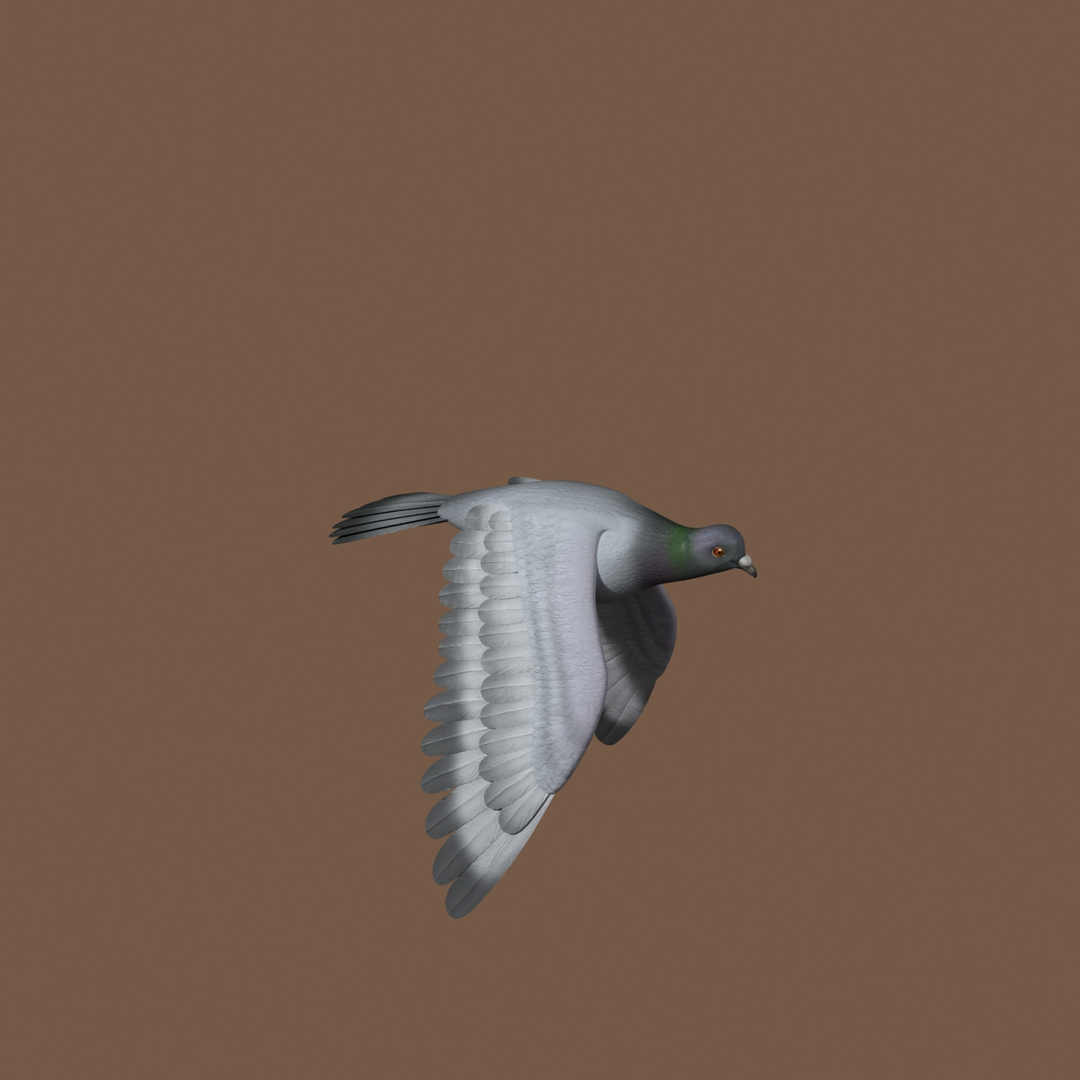 Pigeon - Rigged Dove Animation 3d Model