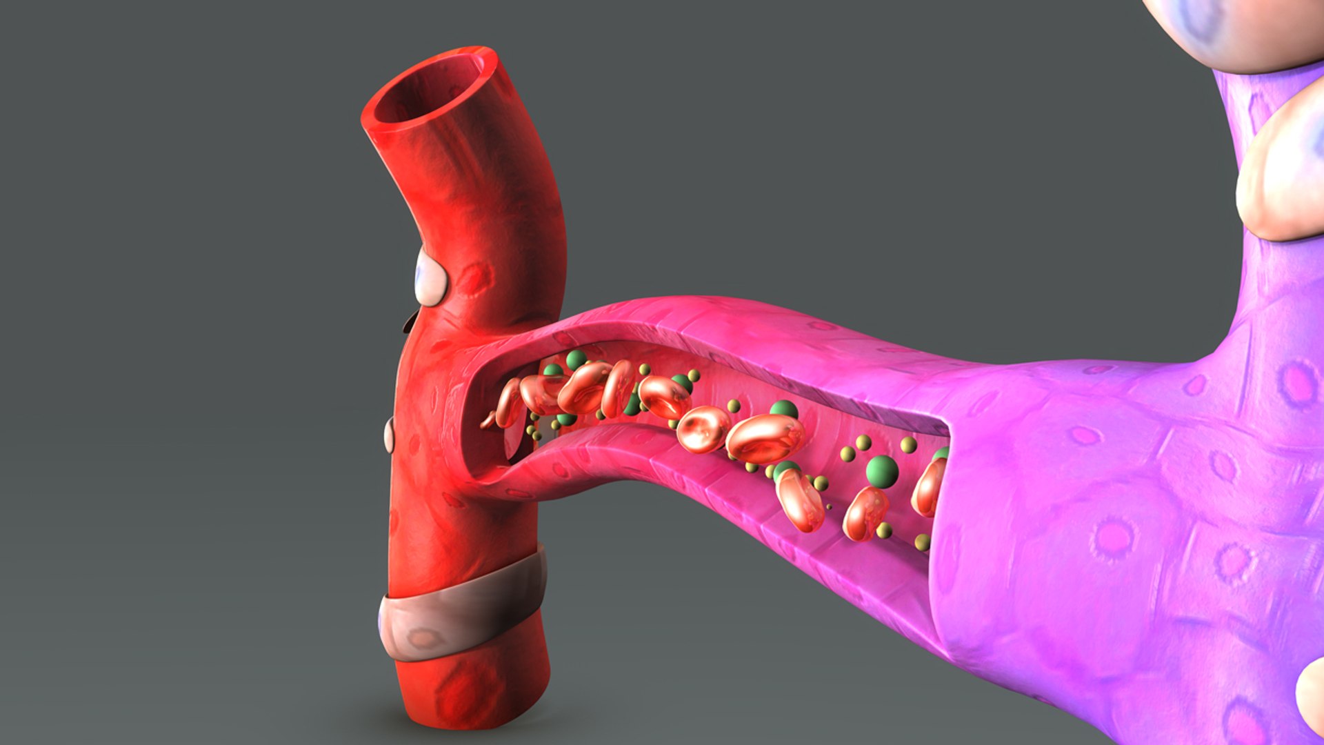 Capillary Diffusion 3d Obj