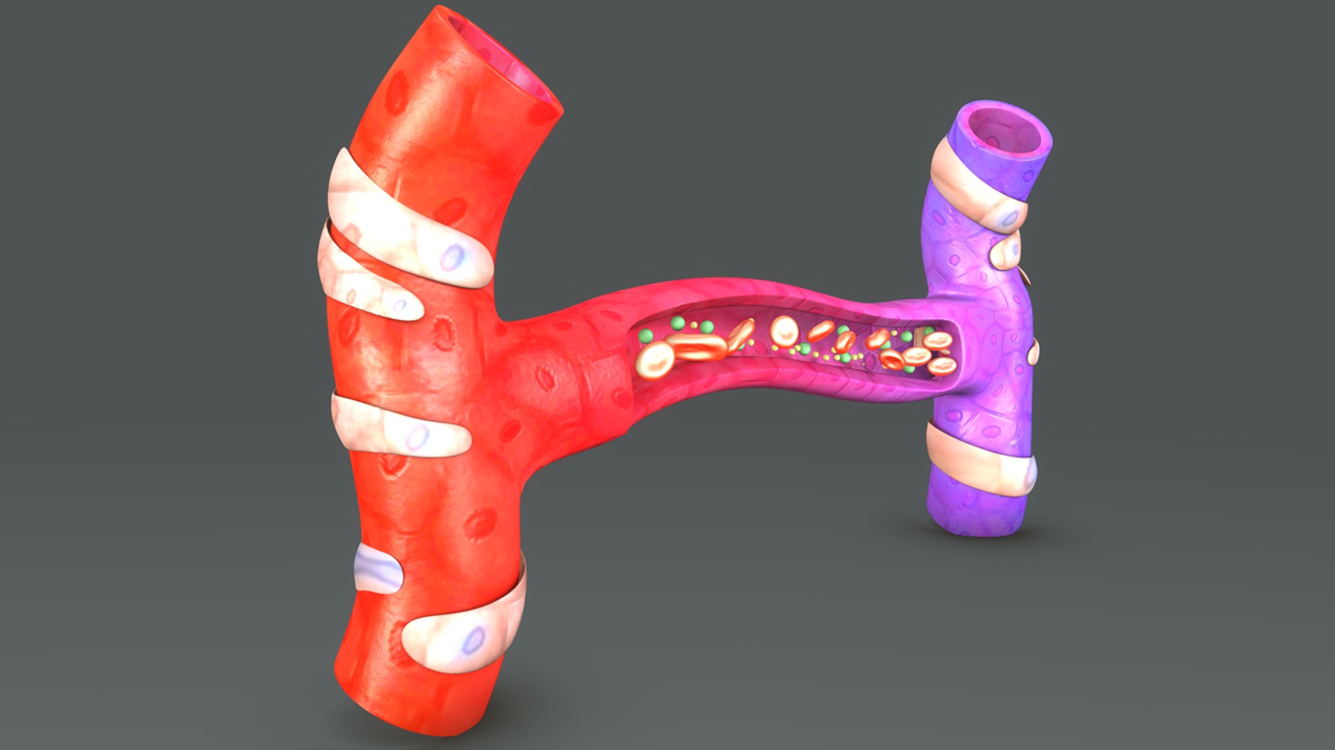 Capillary Diffusion 3d Obj