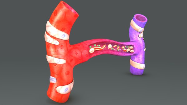 capillary diffusion 3d obj