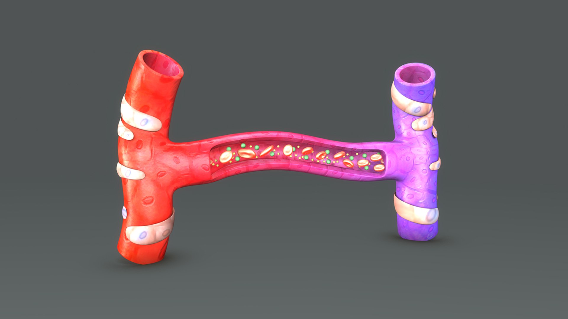 Capillary Diffusion 3d Obj