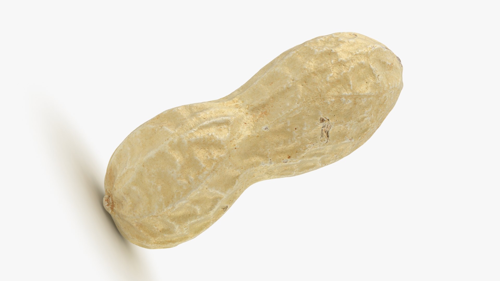 Peanut Shell 03 Model - TurboSquid 1960105