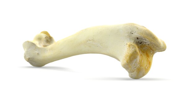 3d model realistic bone animation