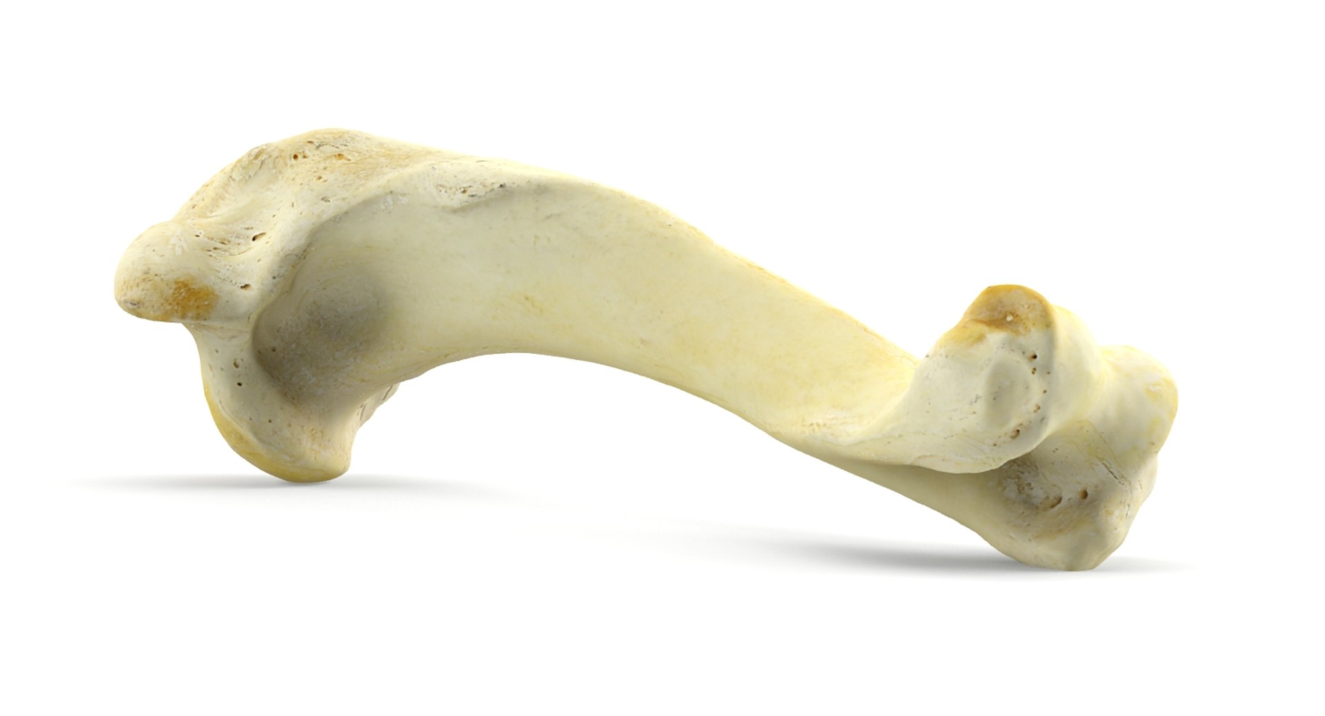 3d Model Realistic Bone Animation