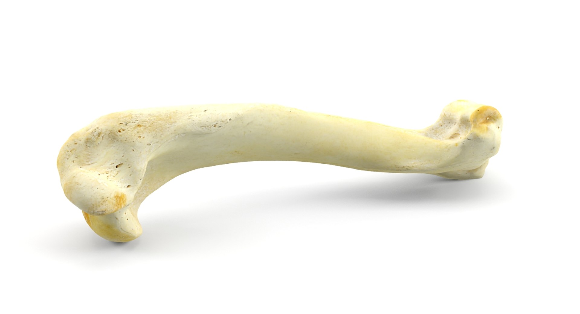 3d Model Realistic Bone Animation