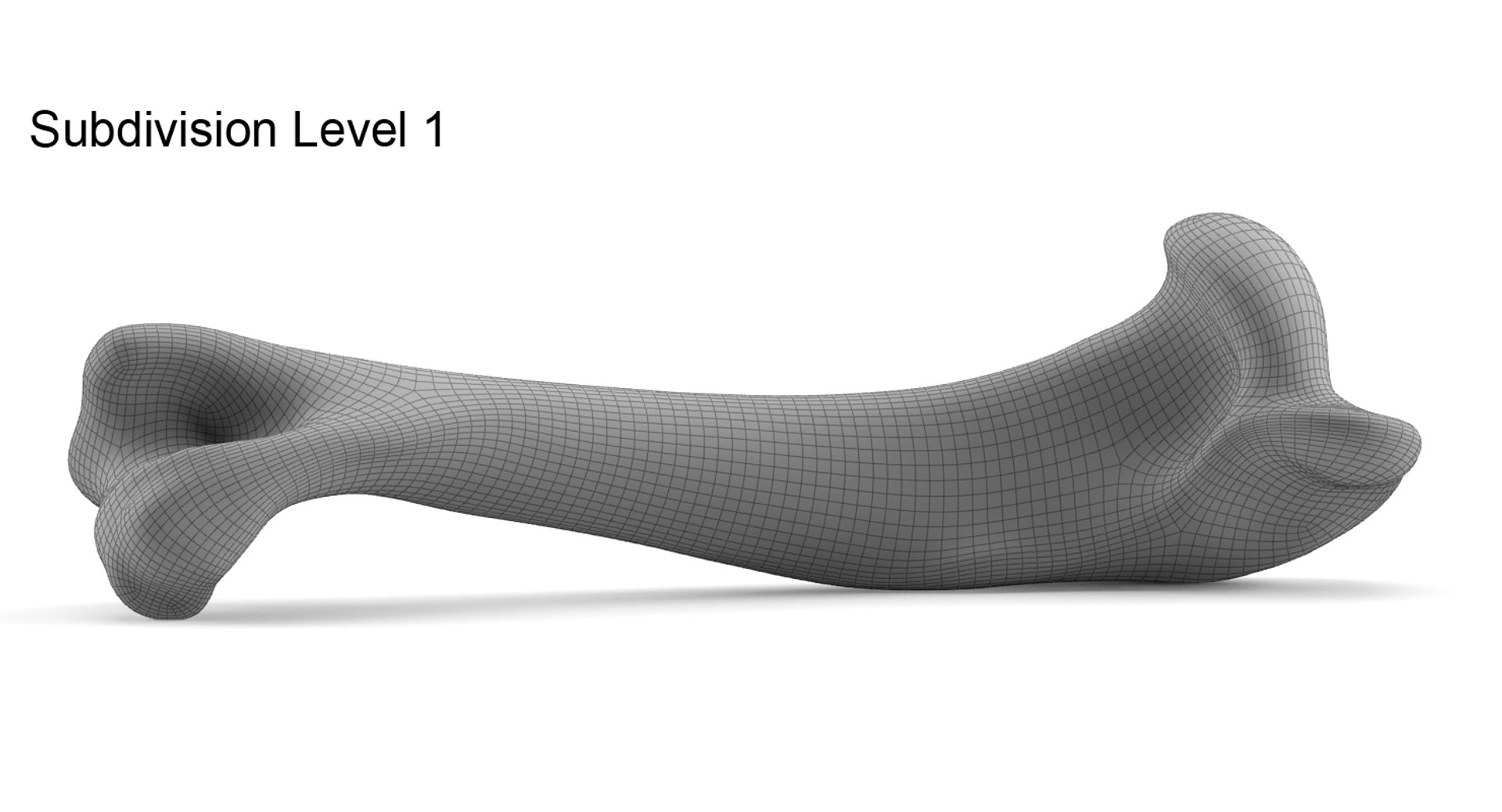 3d Model Realistic Bone Animation