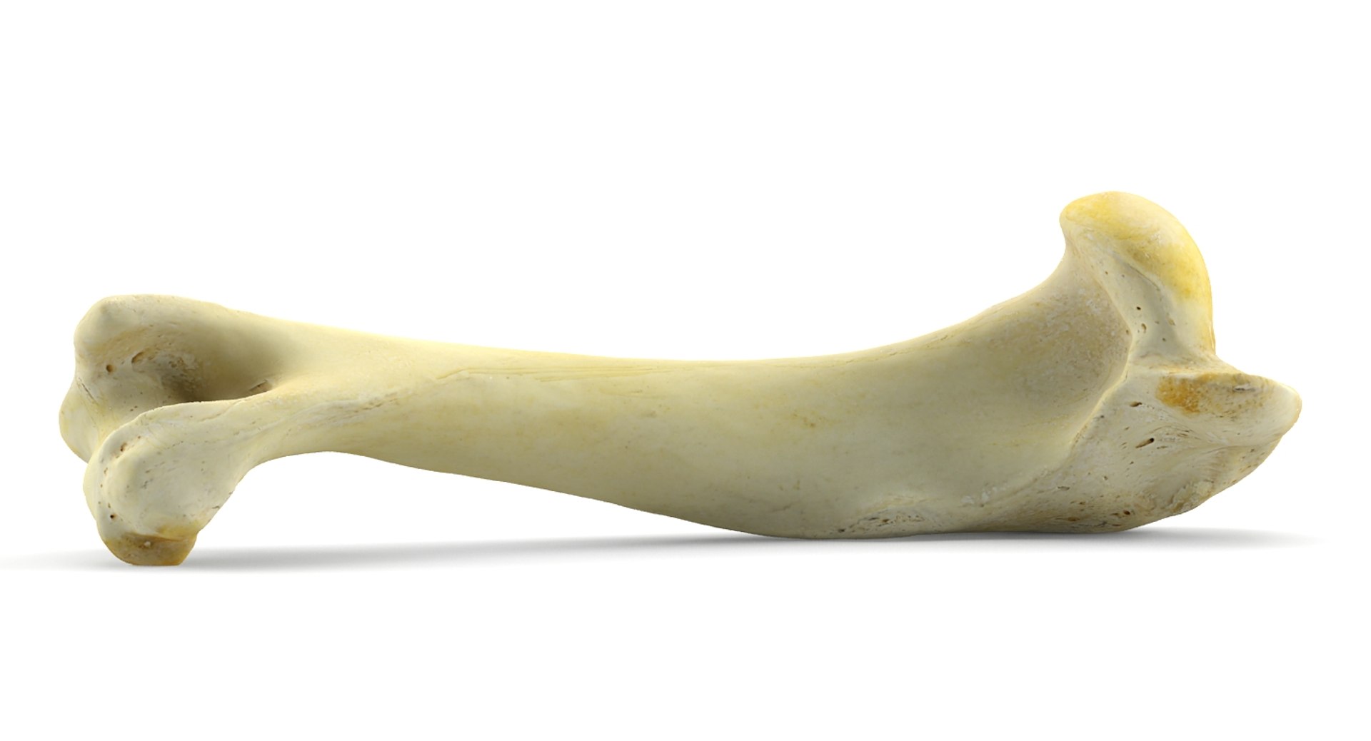3d Model Realistic Bone Animation