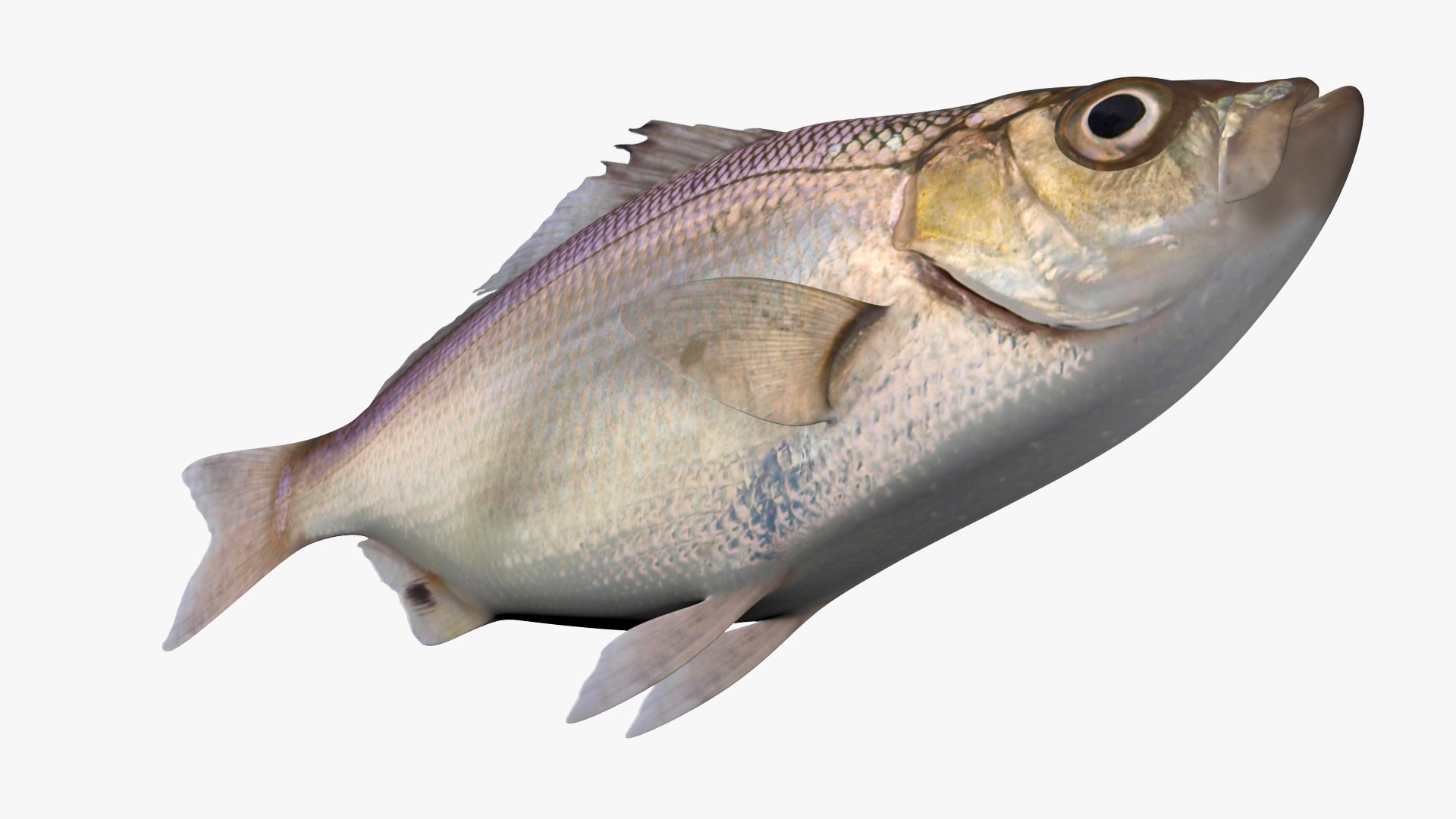 3D Spotfin Surfperch - TurboSquid 1739558