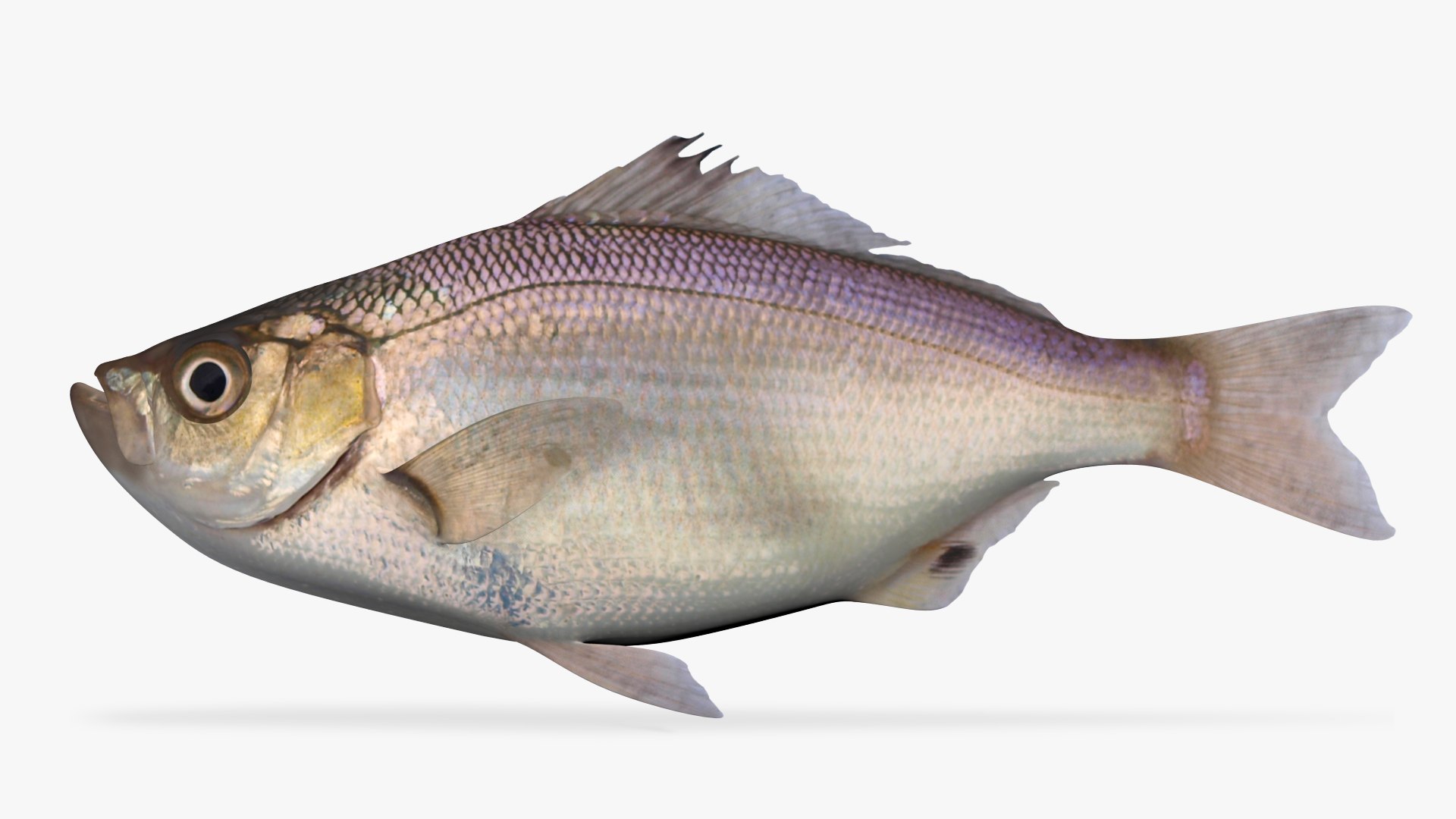 3D Spotfin Surfperch - TurboSquid 1739558