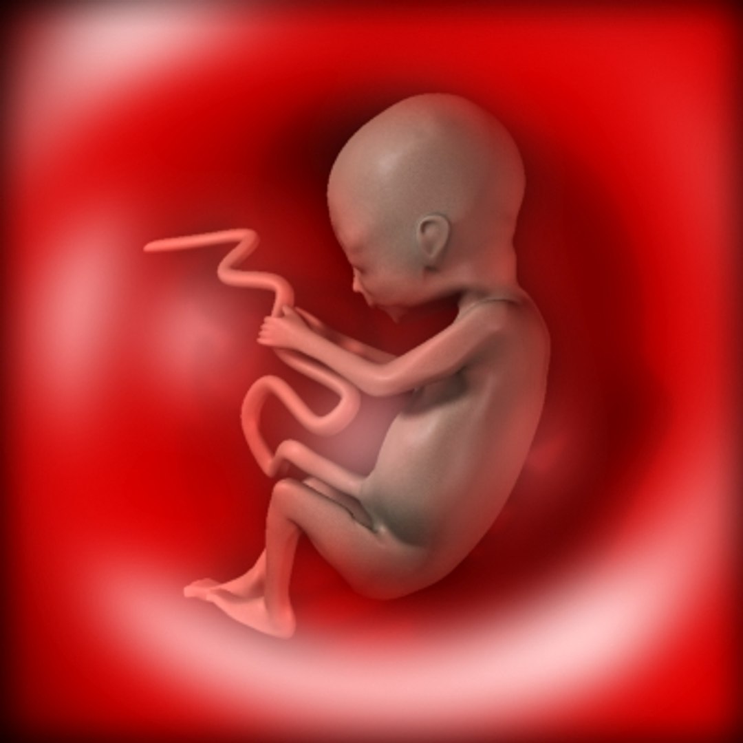 fetus womb 3d model