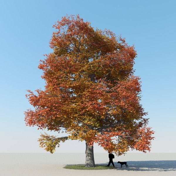 max realistic maple tree autumn